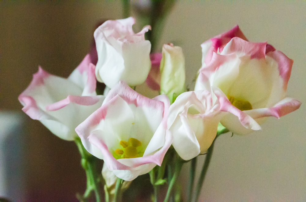 Flooers – 22 March 2017 – My Photo Blog